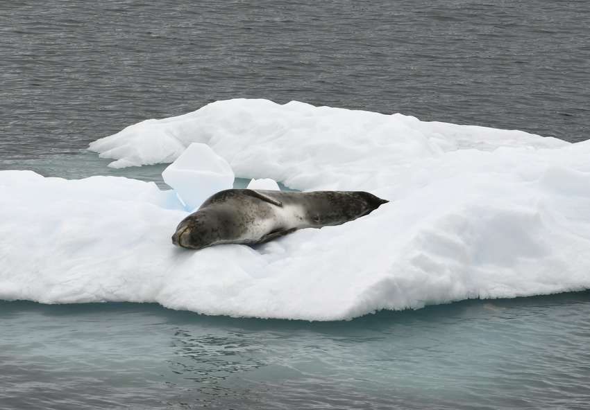 Day 13 – Glistening white, royal blue and wildlife bonanza – St Andrews ...